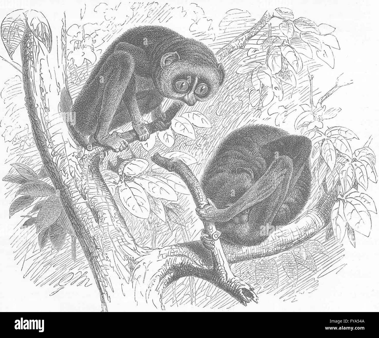 Slender loris hi-res stock photography and images - Alamy