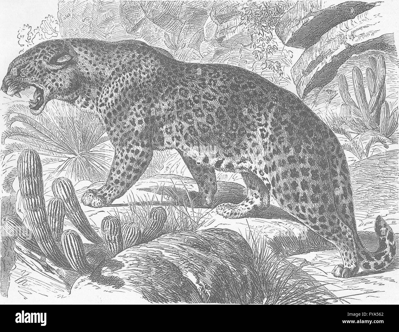 LEOPARDS: The leopard, antique print 1893 Stock Photo - Alamy