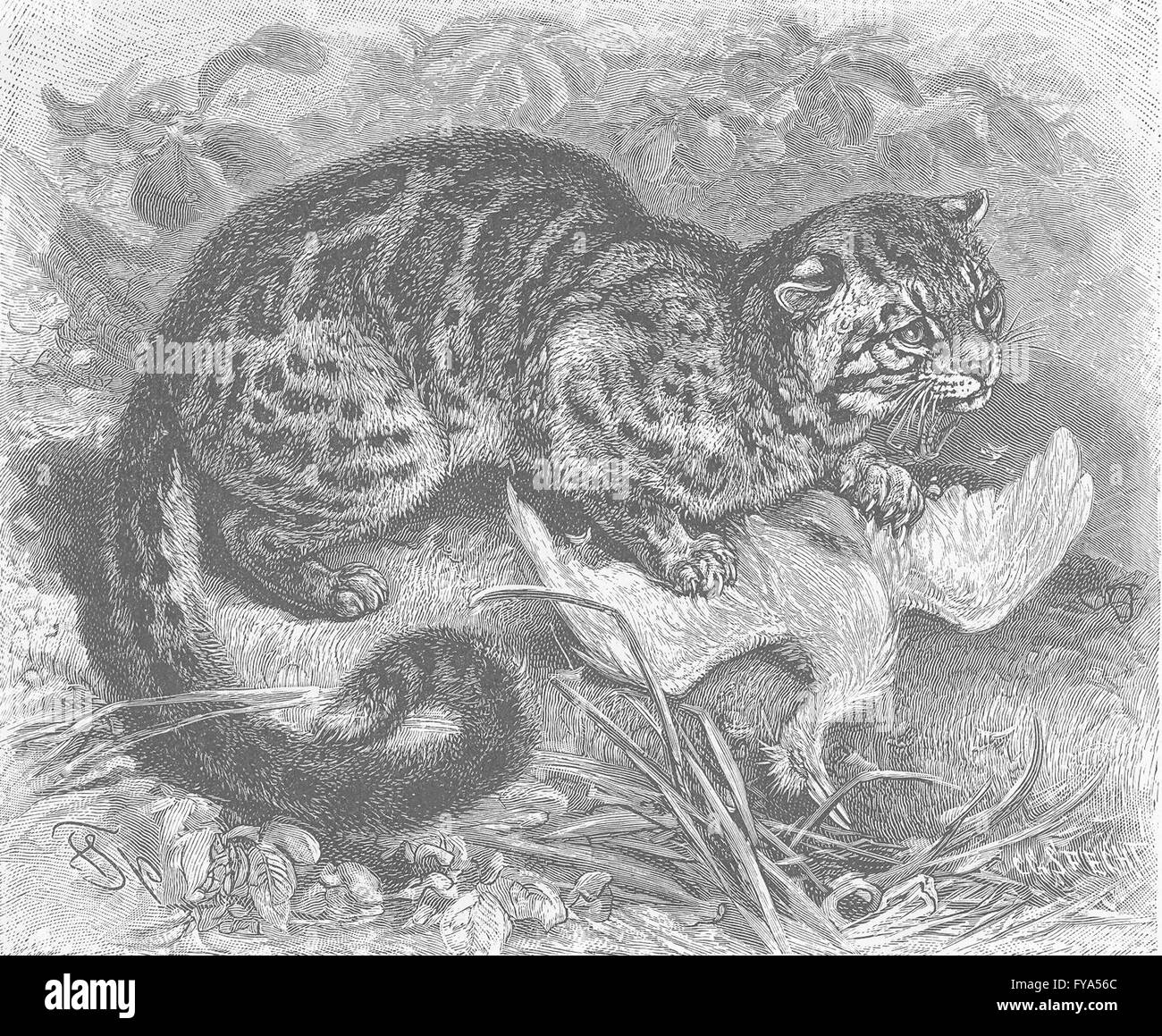 Marbled cats hi-res stock photography and images - Alamy