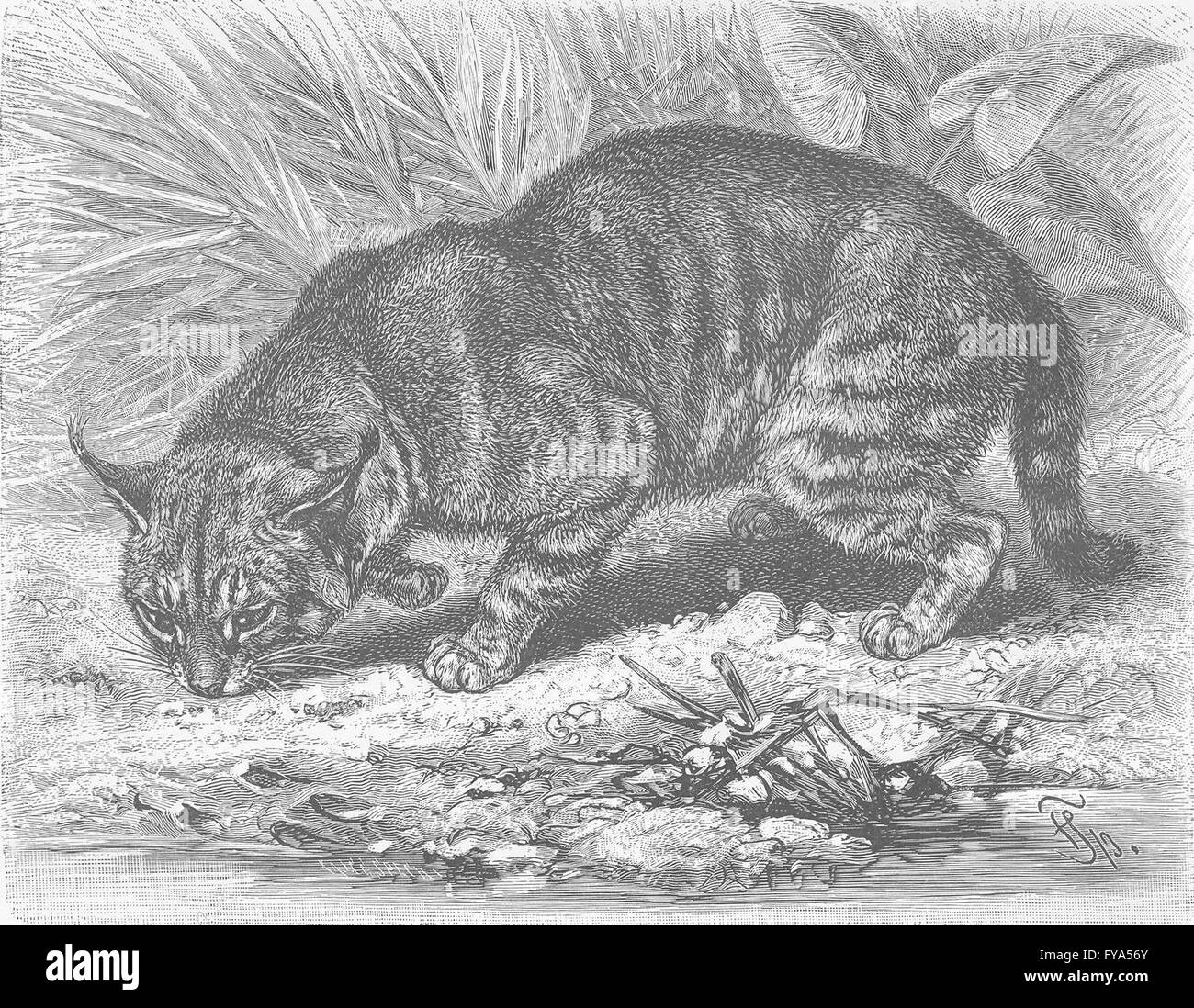 Antique print jungle Black and White Stock Photos & Images - Alamy
