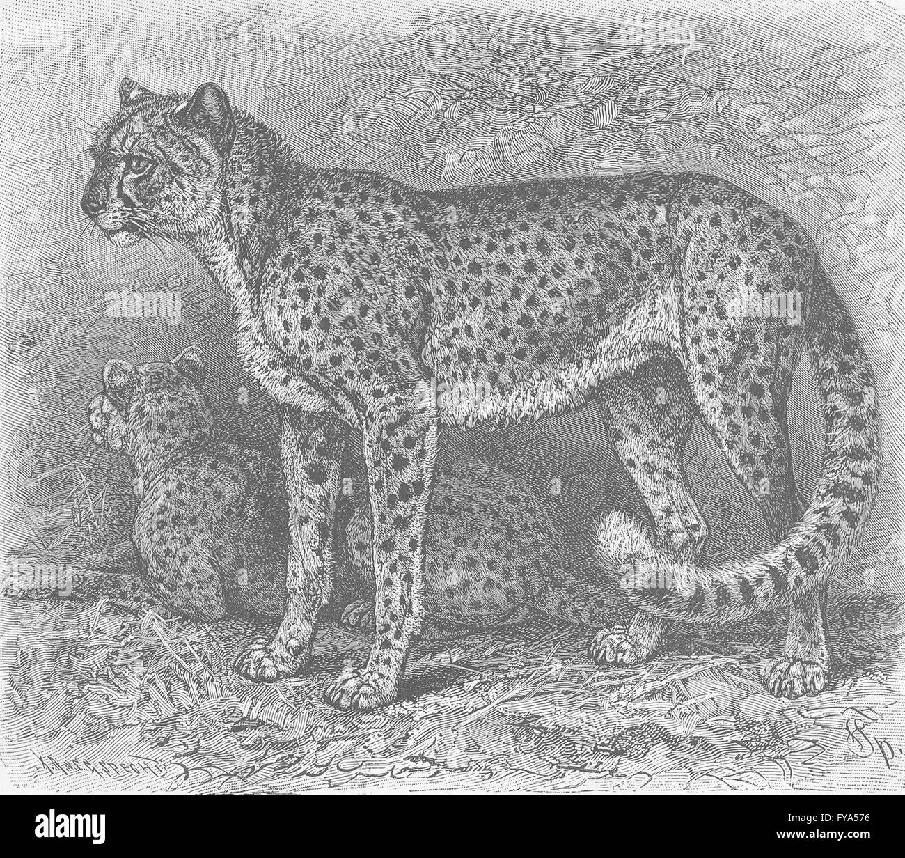 LEOPARDS: The hunting-leopard, antique print 1893 Stock Photo - Alamy