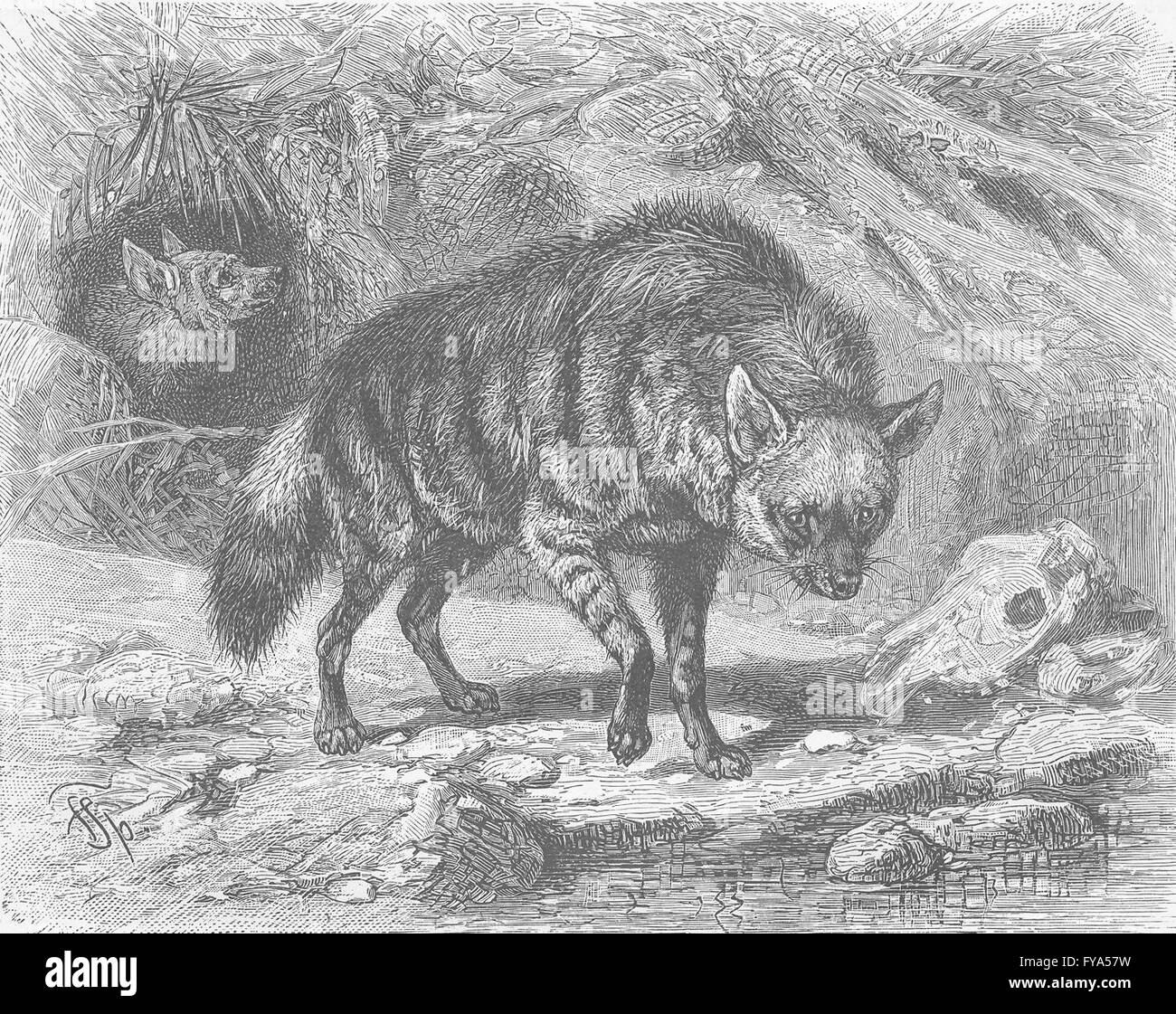 Wolf print hi-res stock photography and images - Alamy