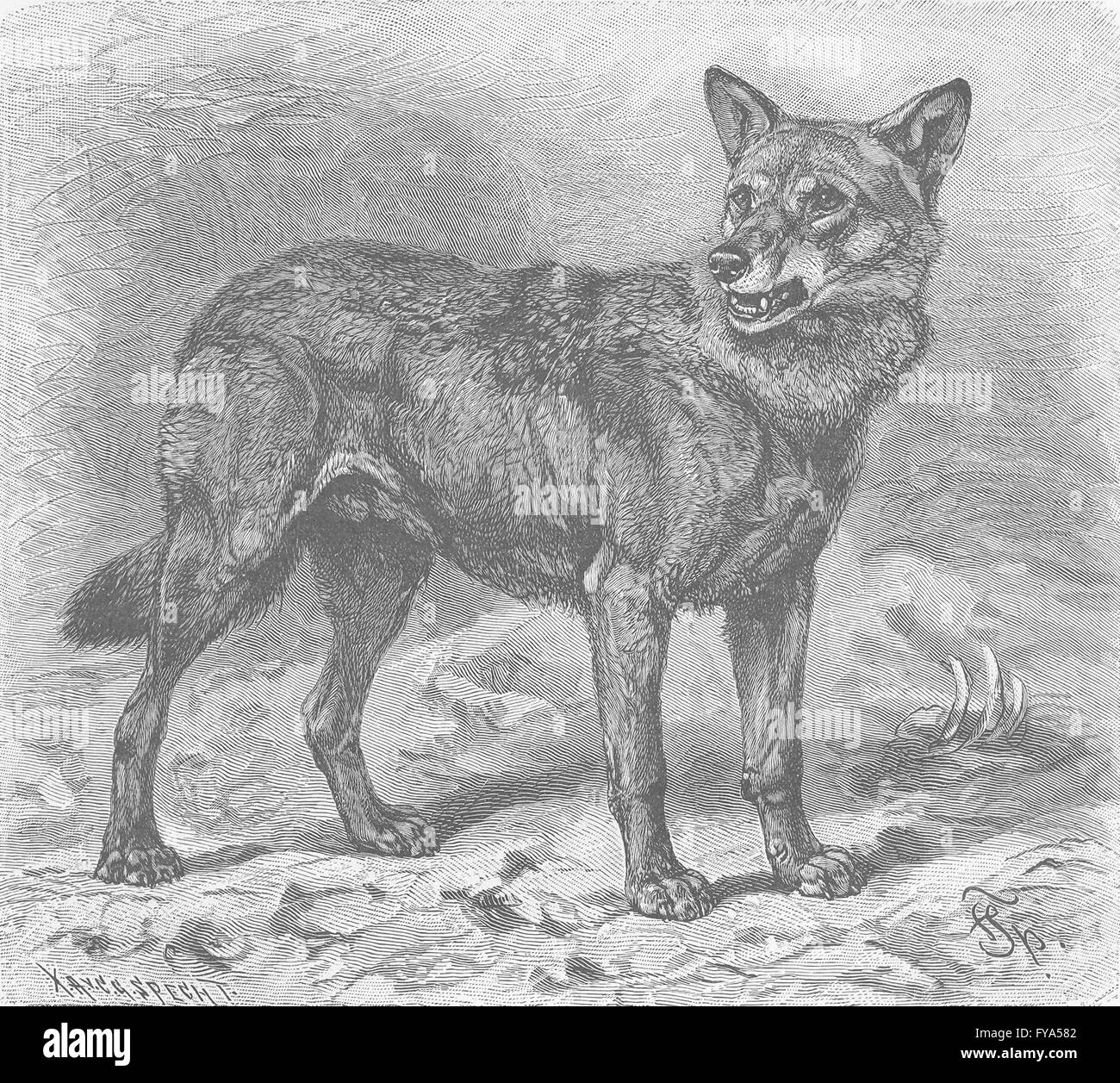 Wolf print hi-res stock photography and images - Alamy