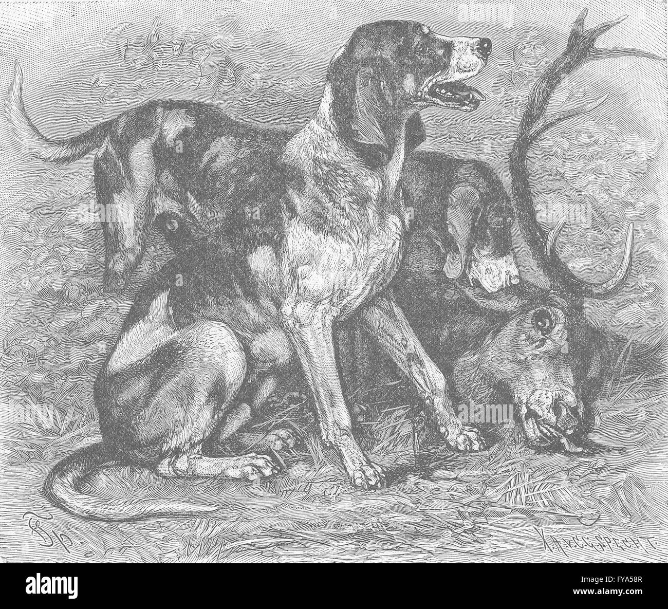 Staghounds hi-res stock photography and images - Alamy