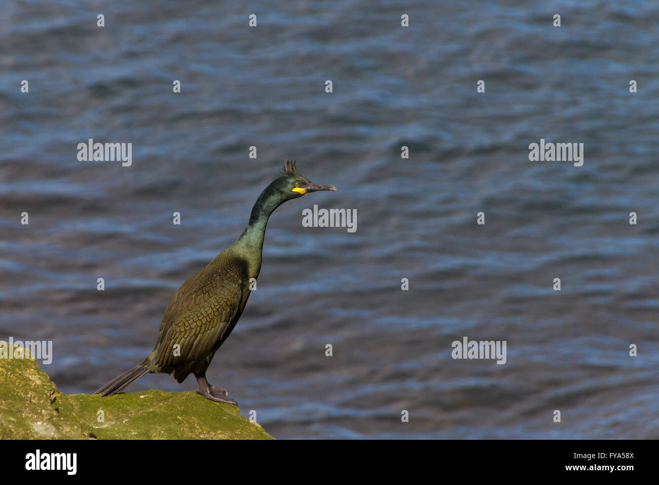 Shag in breeding plumage Stock Photo - Alamy
