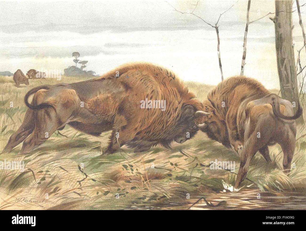 UNGULATES: The European Bison, antique print 1894 Stock Photo - Alamy