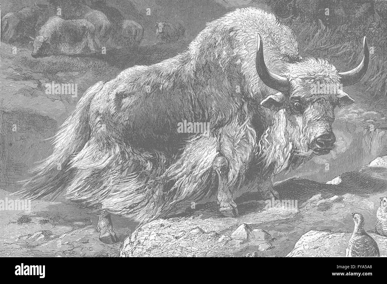 Royal yak Black and White Stock Photos & Images - Alamy