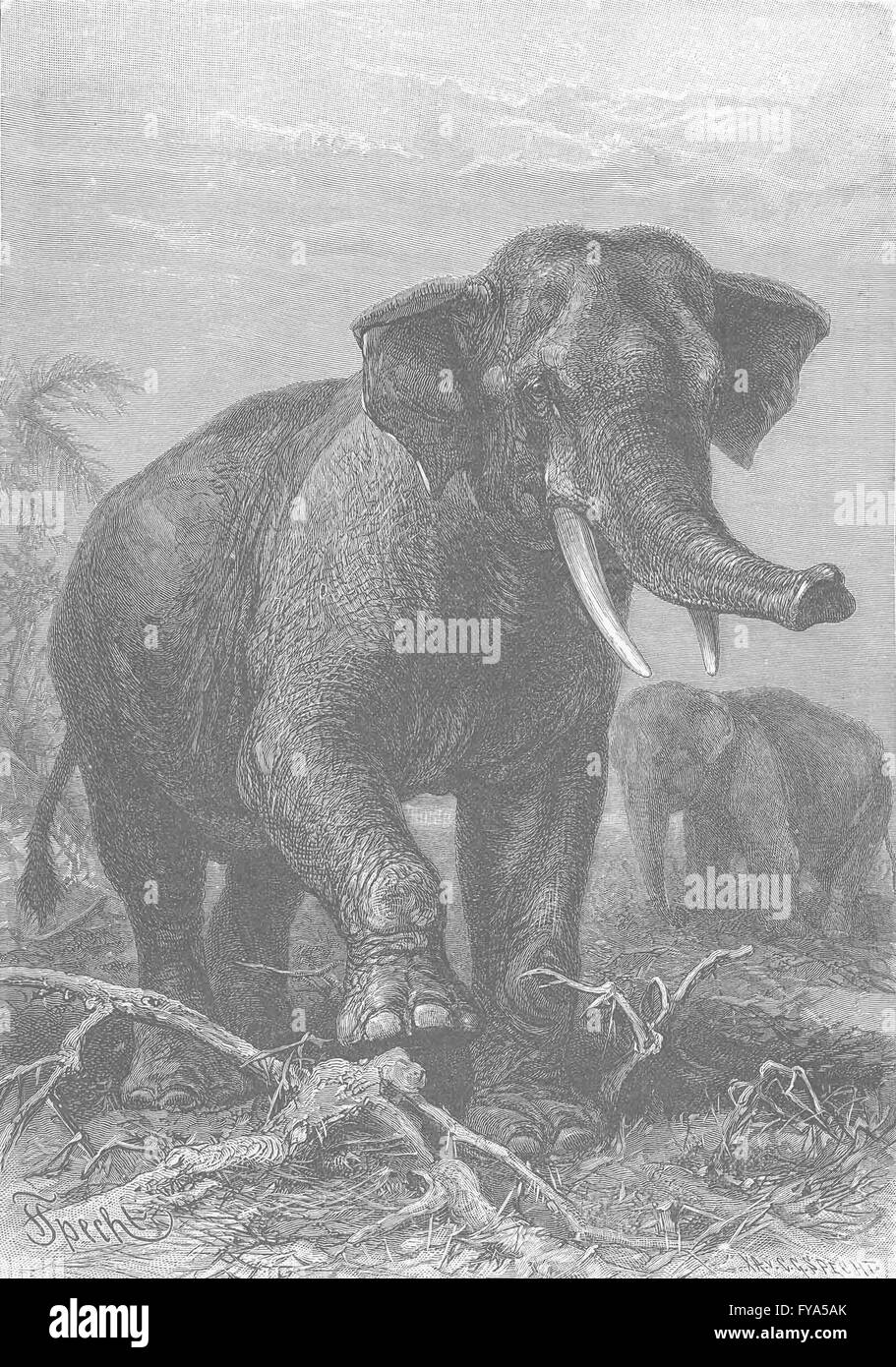 INDIA: Indian elephant, antique print 1894 Stock Photo - Alamy
