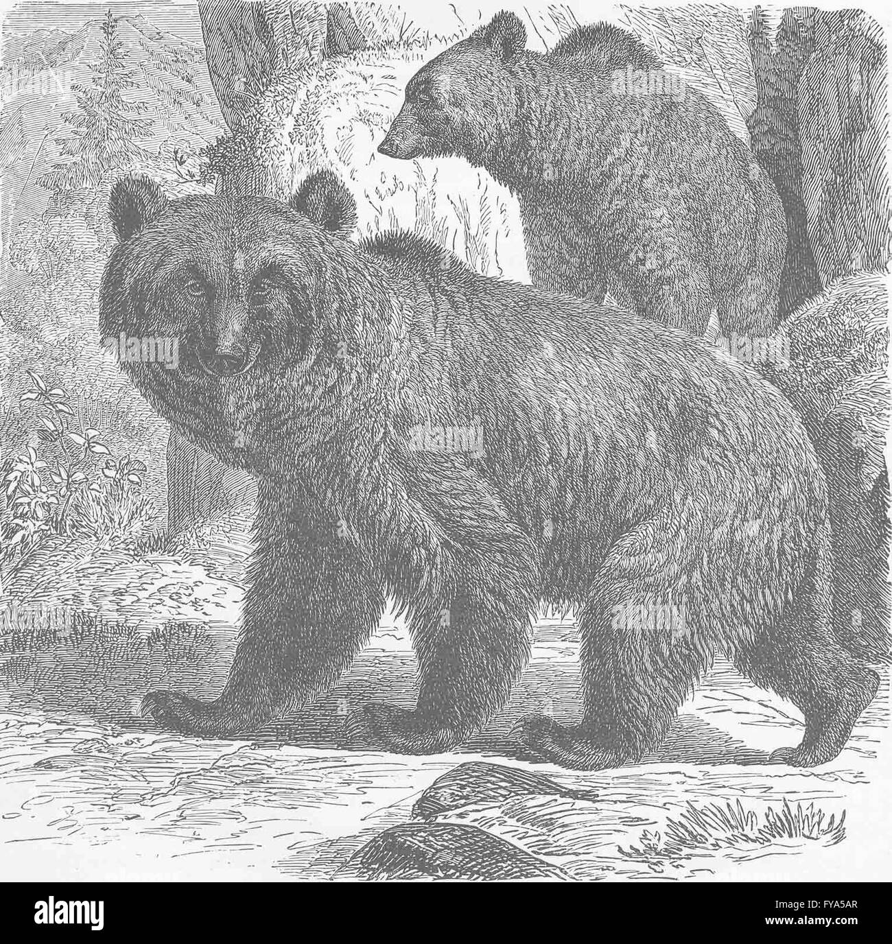 Antique bear hi-res stock photography and images - Alamy