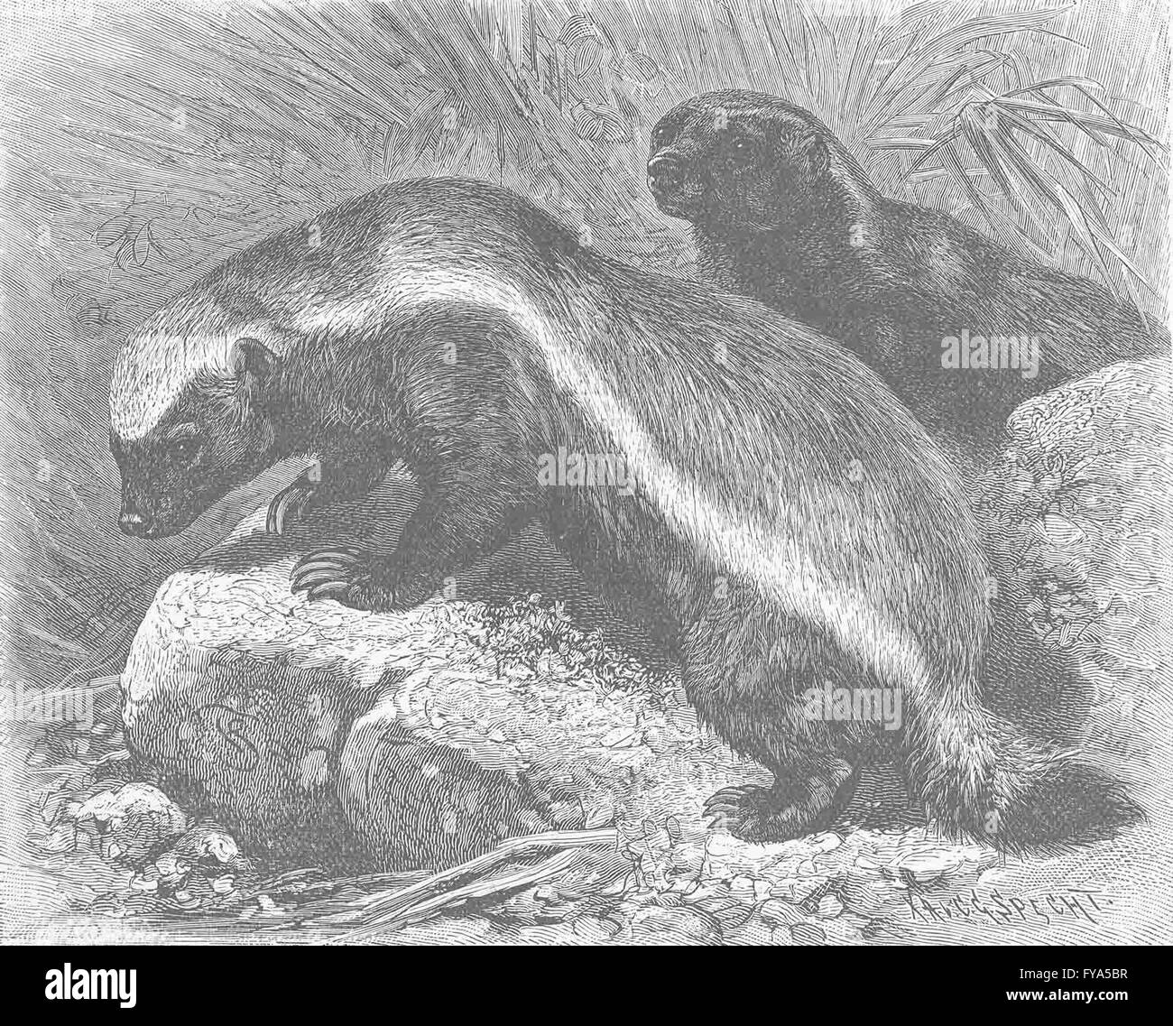 Cape ratel hi-res stock photography and images - Alamy