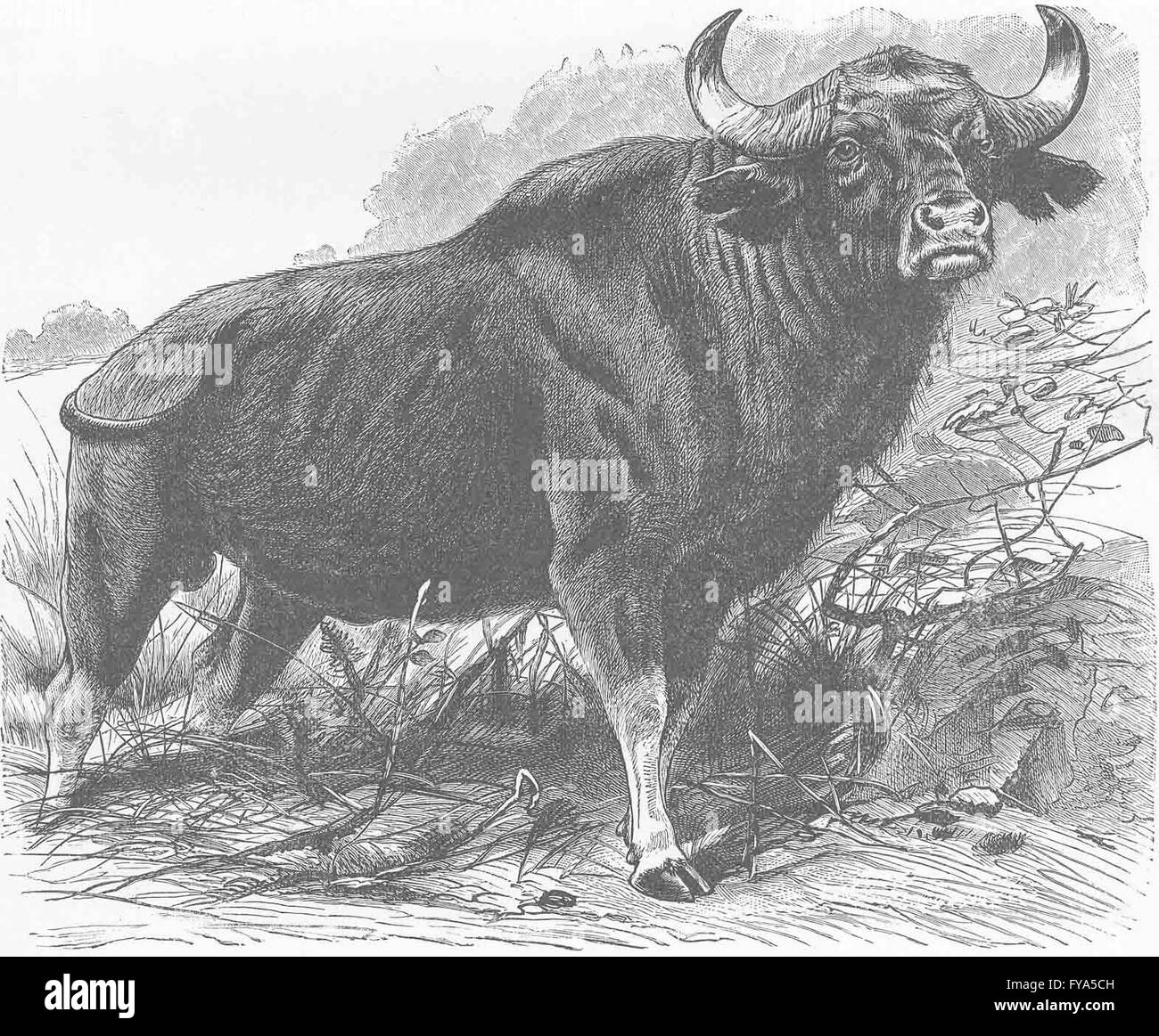 Gaur Black and White Stock Photos & Images - Alamy