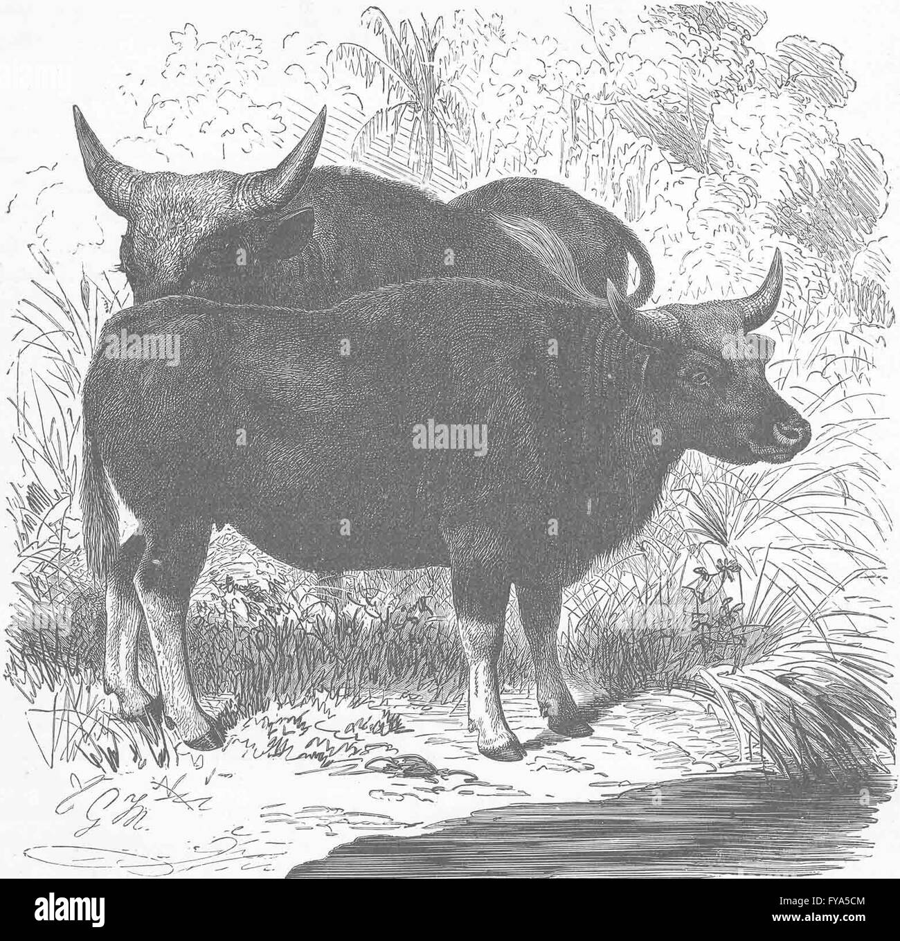 COWS: Cow gayals, antique print 1894 Stock Photo - Alamy