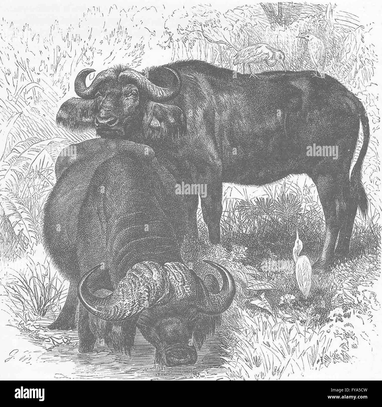UNGULATES: Cape buffalo, antique print 1894 Stock Photo - Alamy
