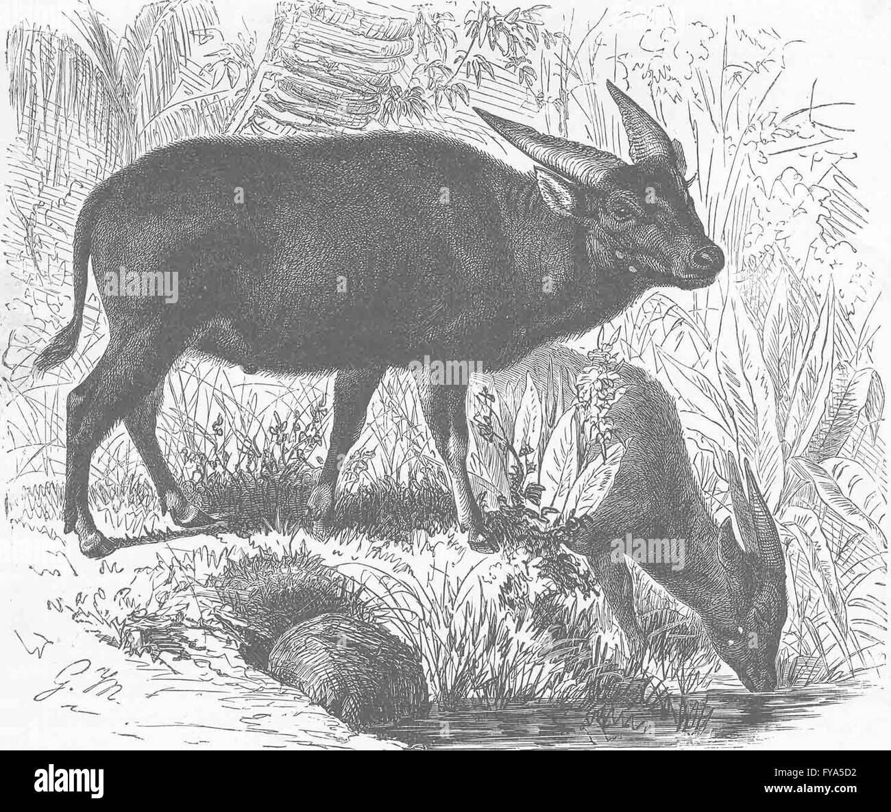 UNGULATES: The anoa, antique print 1894 Stock Photo - Alamy
