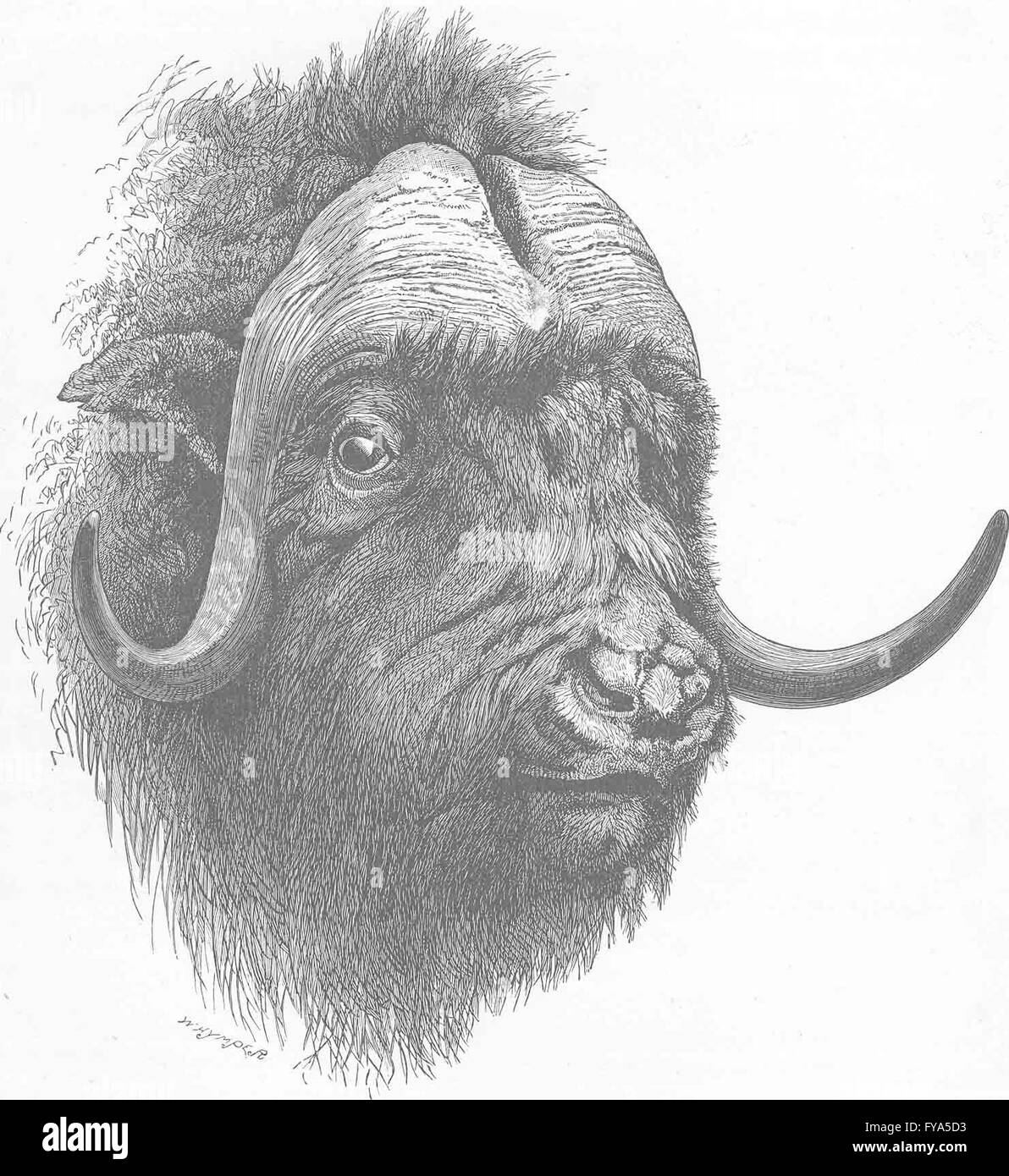COWS: Head of bull musk-ox, antique print 1894 Stock Photo - Alamy