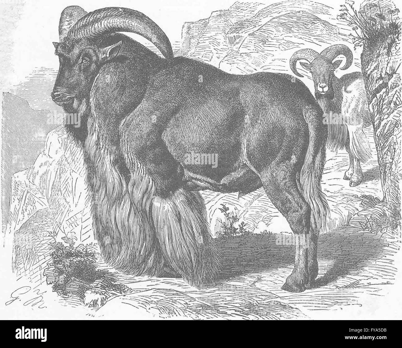 SHEEP: The Barbary sheep, antique print 1894 Stock Photo - Alamy