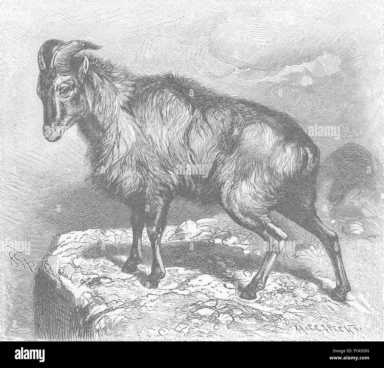 UNGULATES: The Himalayan Tahr, antique print 1894 Stock Photo - Alamy