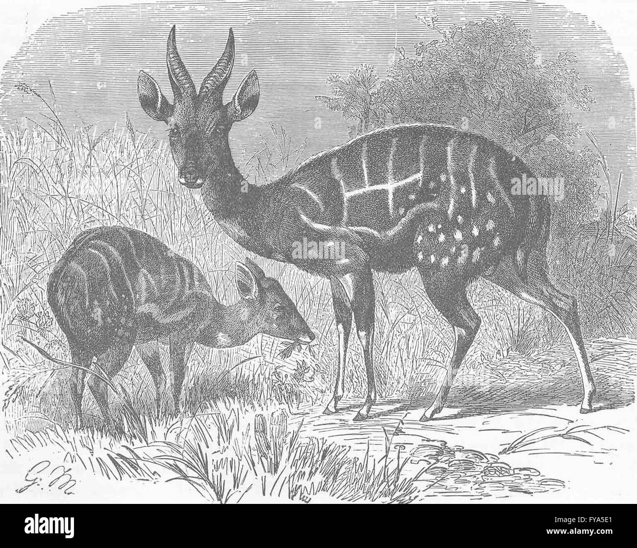 UNGULATES: Male and female guib, antique print 1894 Stock Photo - Alamy