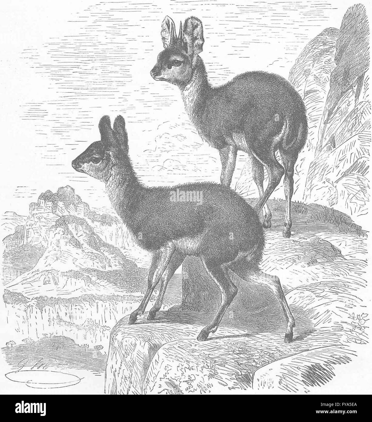 Male ungulates hi-res stock photography and images - Alamy