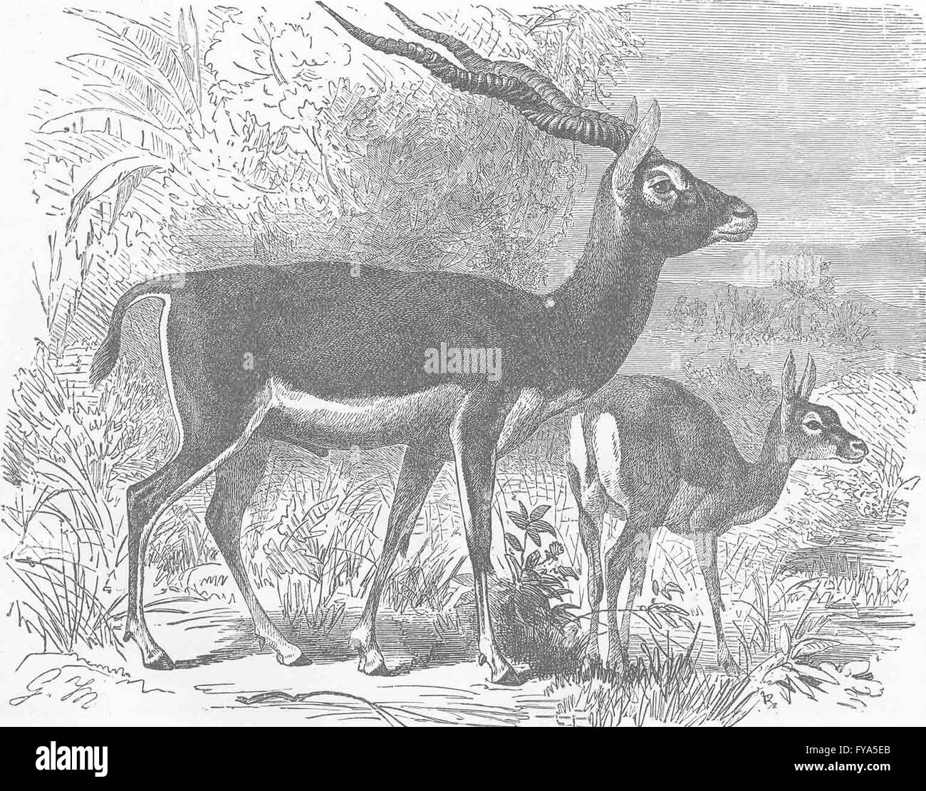 UNGULATES: Male & female of black-buck , antique print 1894 Stock Photo ...