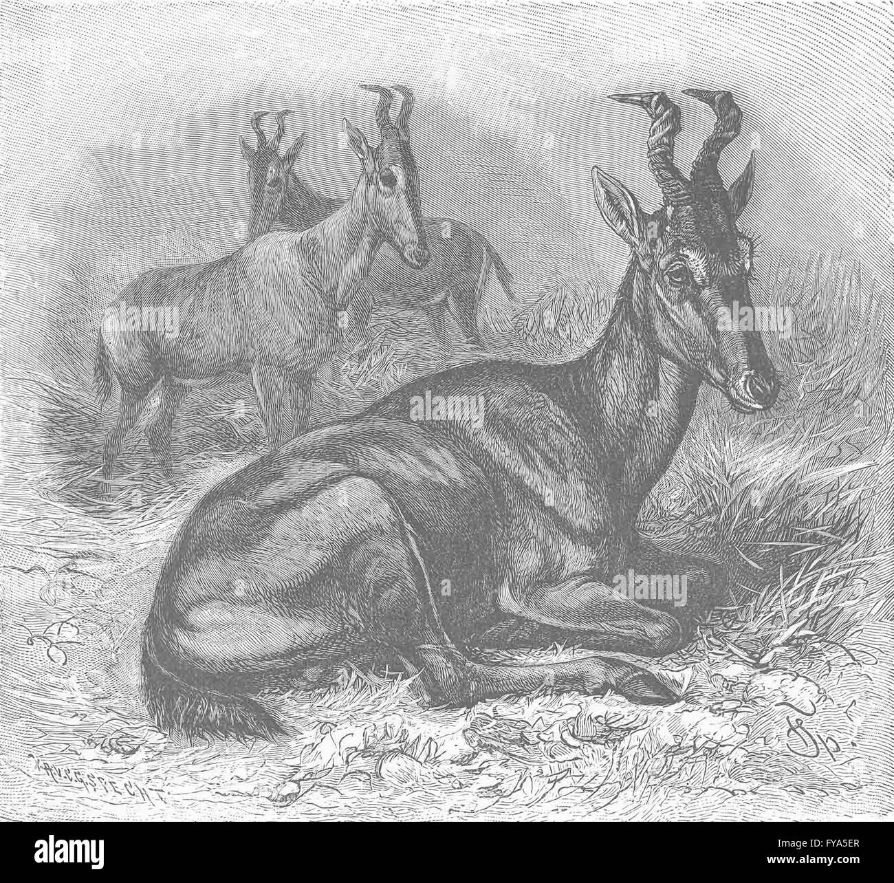 UNGULATES: Hartebeest, antique print 1894 Stock Photo - Alamy
