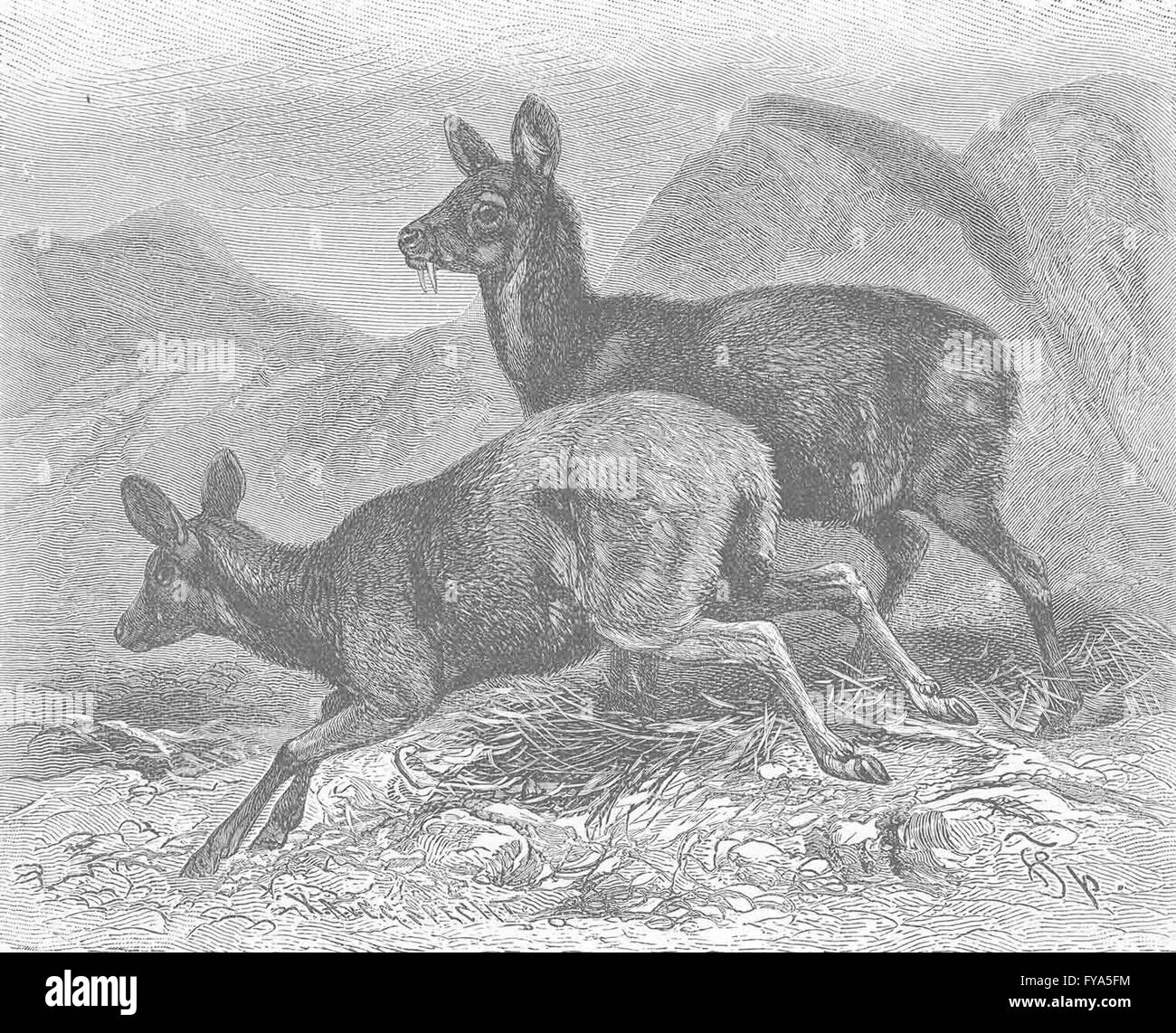 Female White Tailed Deer Drawing