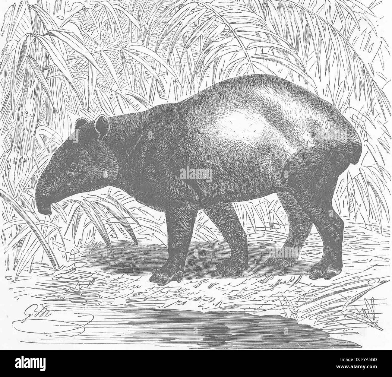 UNGULATES: The Malayan tapir, antique print 1894 Stock Photo - Alamy
