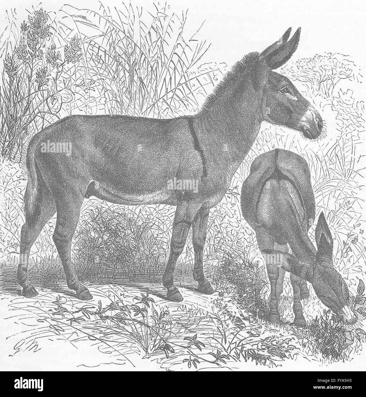 Ungulates africa hi-res stock photography and images - Alamy