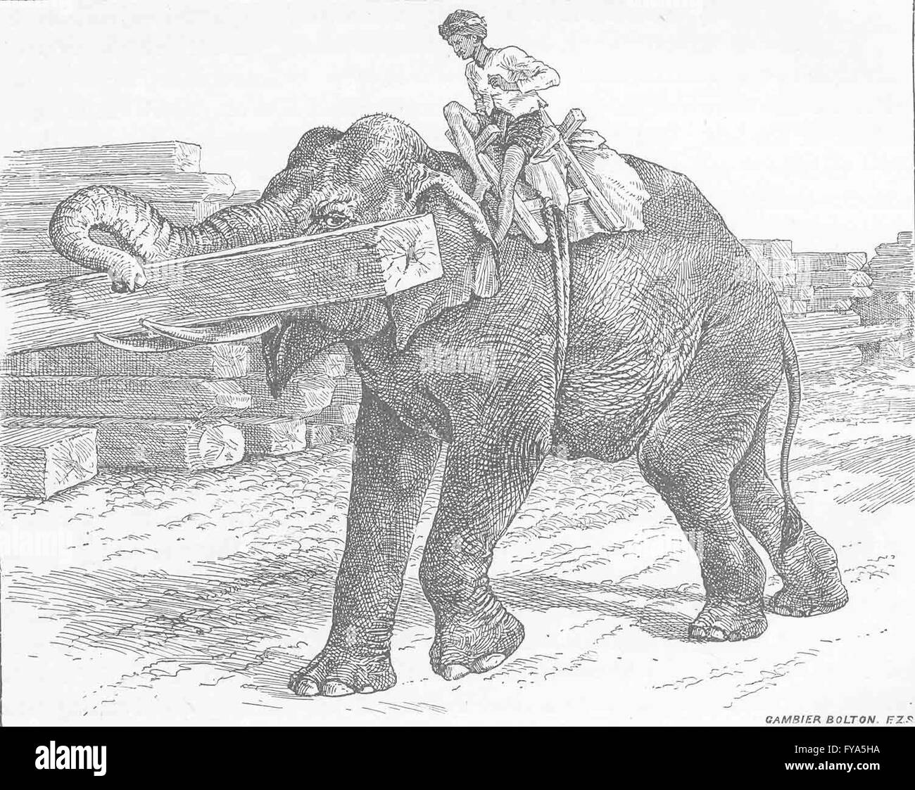ELEPHANTS: Elephant carrying timber, antique print 1894 Stock Photo - Alamy