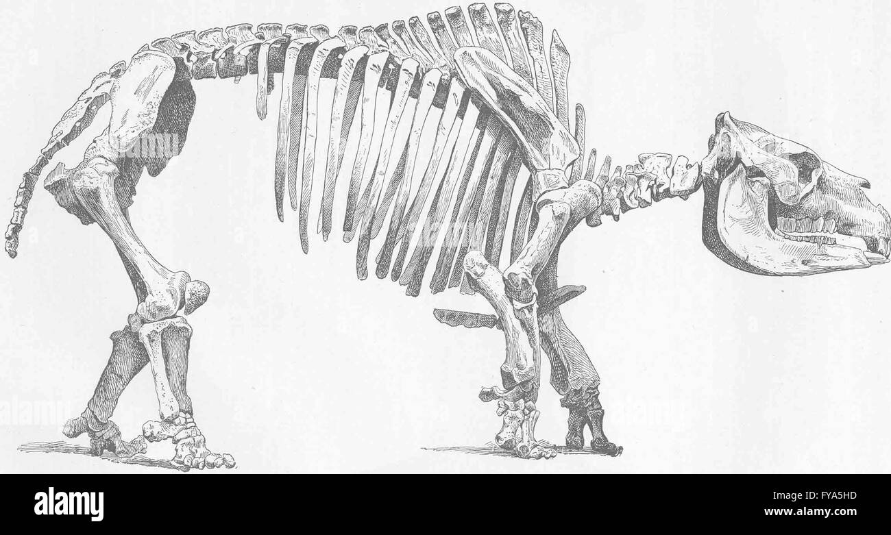 Toxodon Skeleton