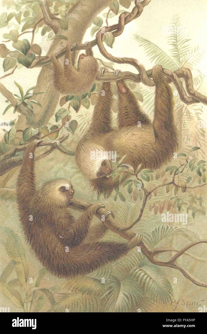 MAMMALS: The two-toed sloth, antique print 1894 Stock Photo - Alamy
