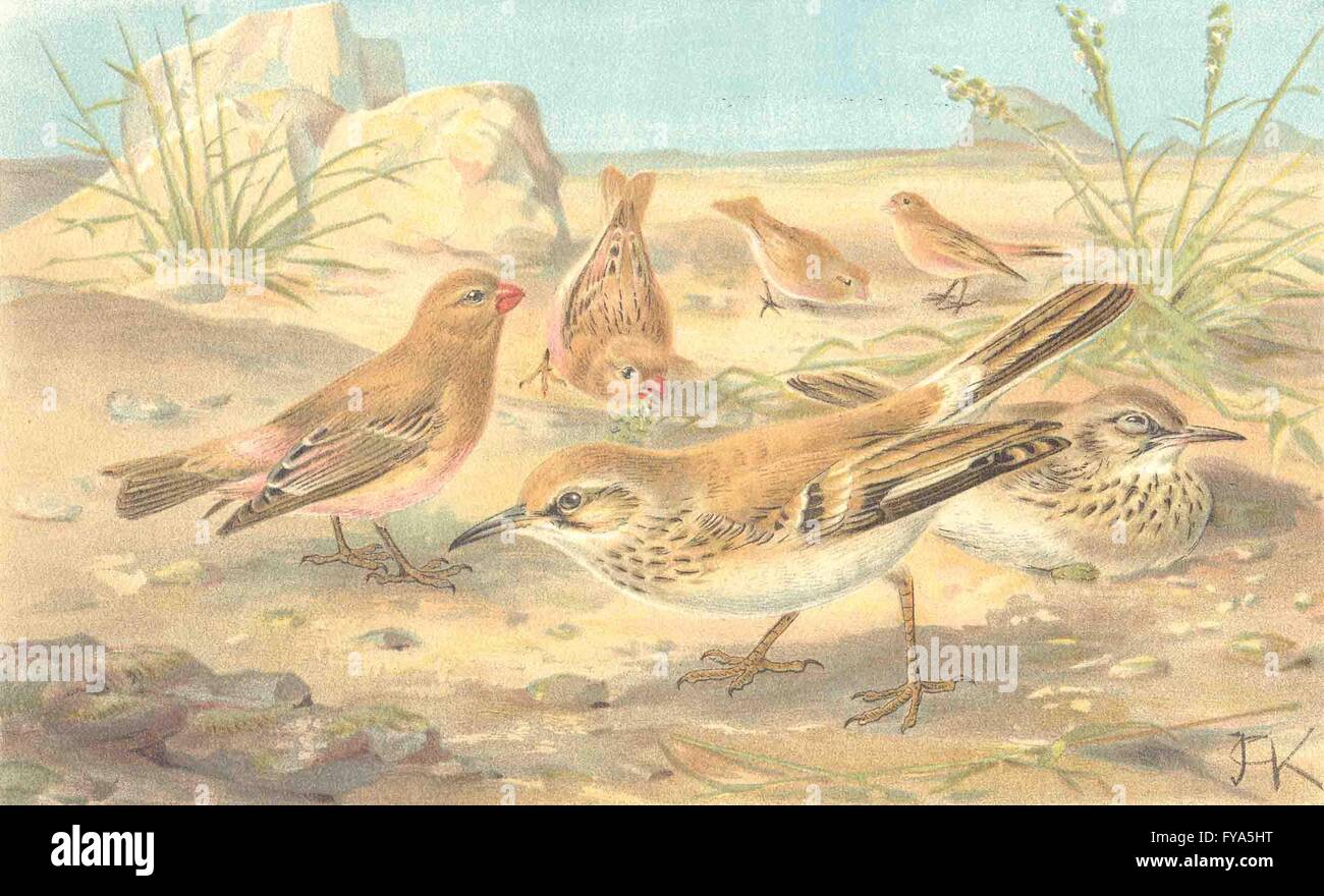 Lark finch hi-res stock photography and images - Alamy