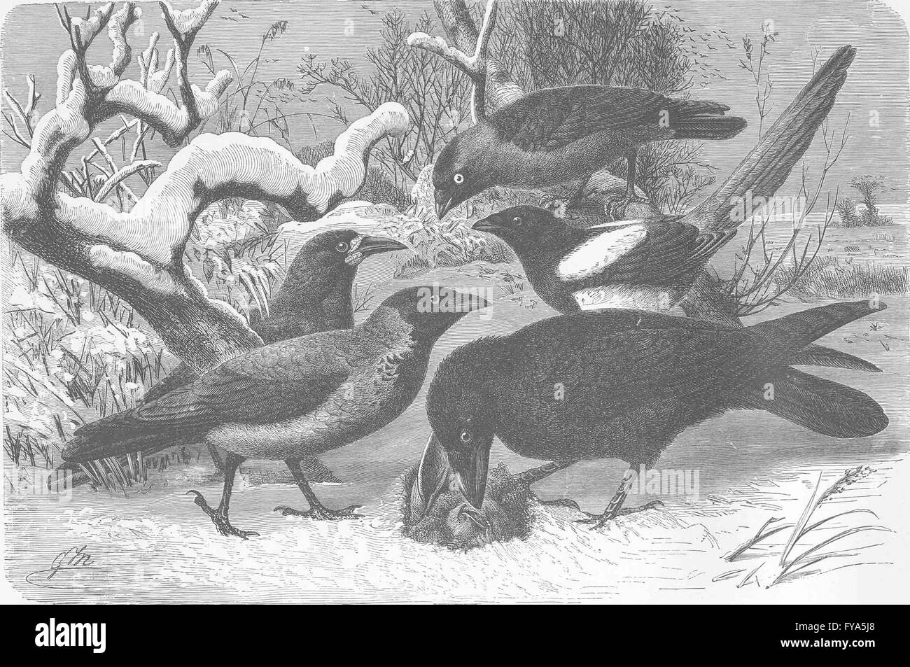 BIRDS: Crows: Jackdaw; Rook; Grey; Magpie; Raven, antique print 1894 ...