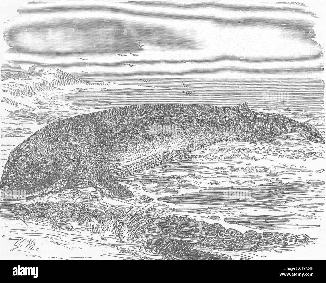 WHALES: The Common fin-whale, from a stranded specimen, antique print ...
