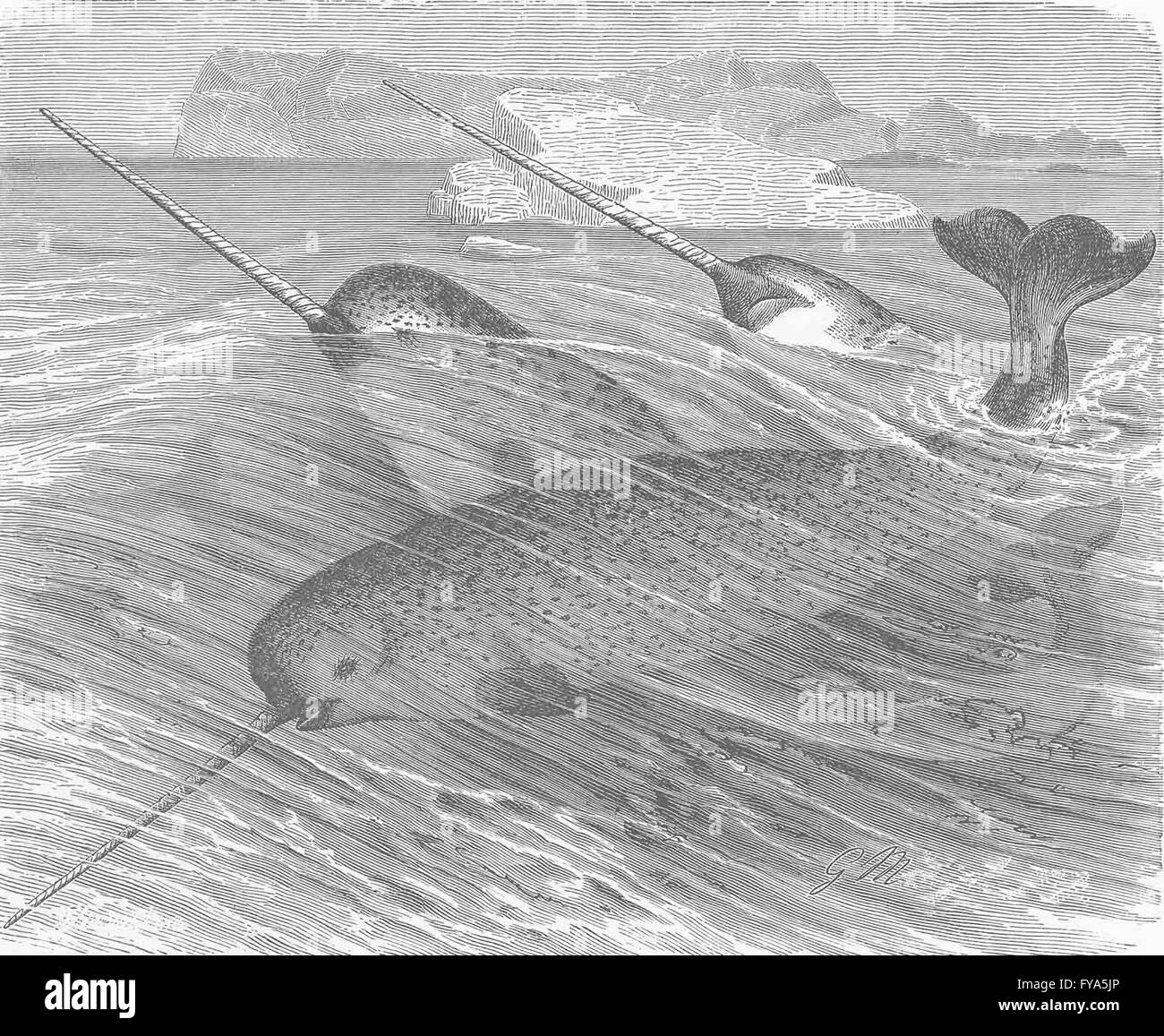 Narwhals hi-res stock photography and images - Alamy