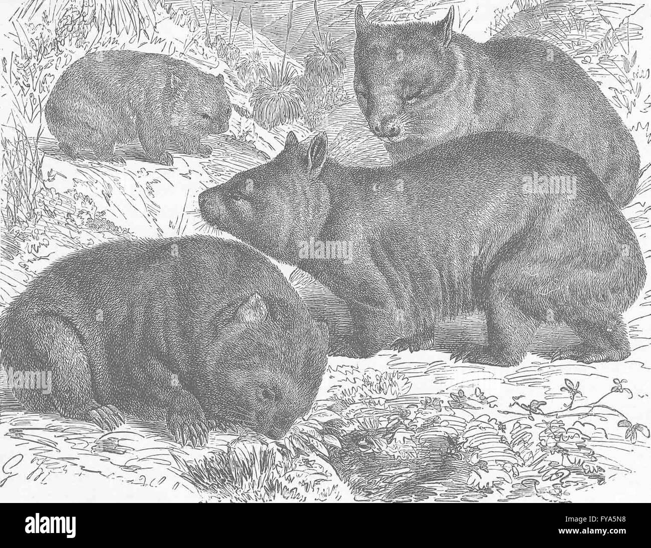 MARSUPIALS: Tasmanian wombat & hairy-nosed wombat, antique print 1894 ...