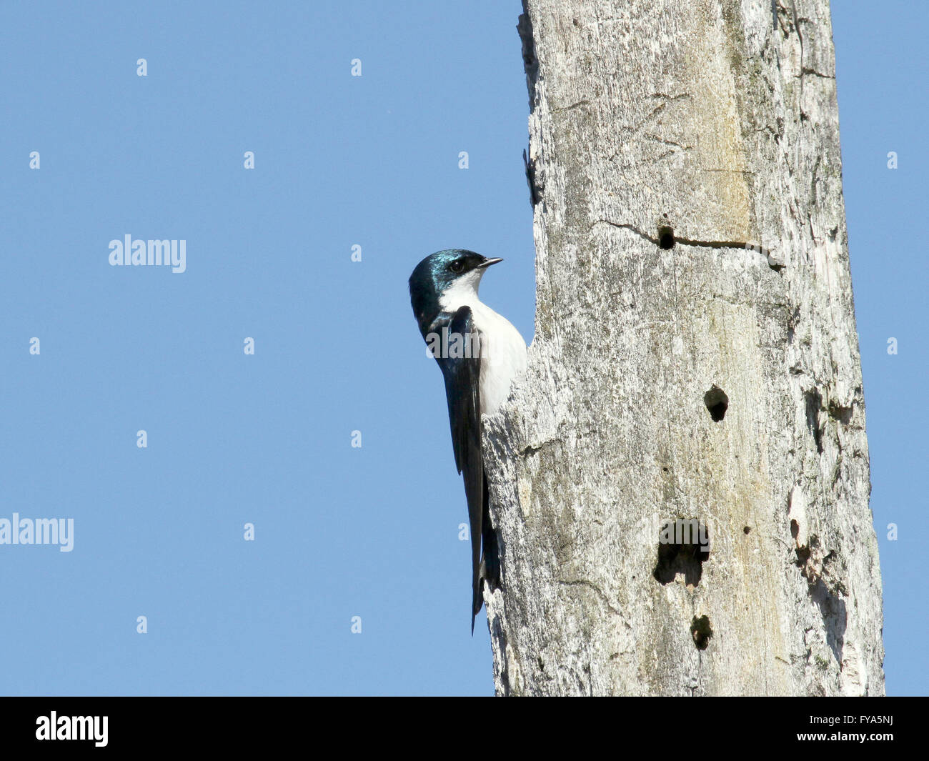 A Tree Sparrow on a dead tree trunk, with a blue sky for the background ...