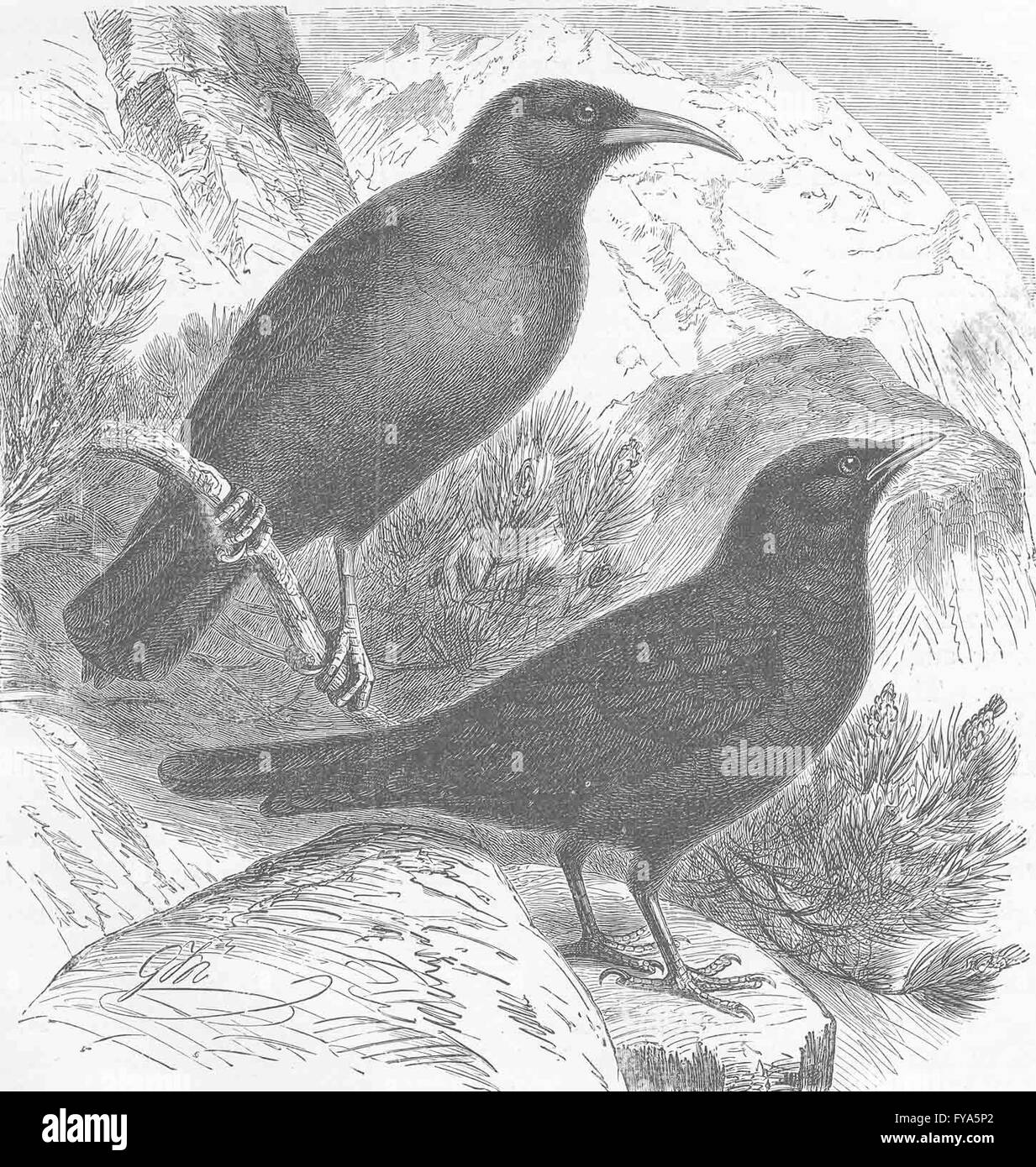 Billed Black and White Stock Photos & Images - Alamy