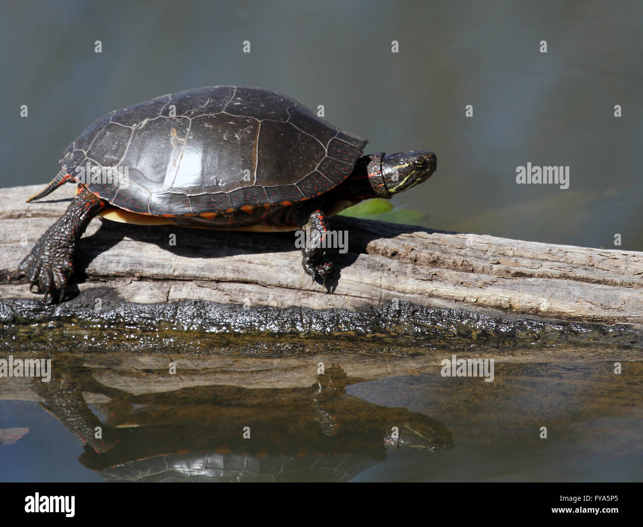 "Midland Painted Turtle Stock Photo - Alamy