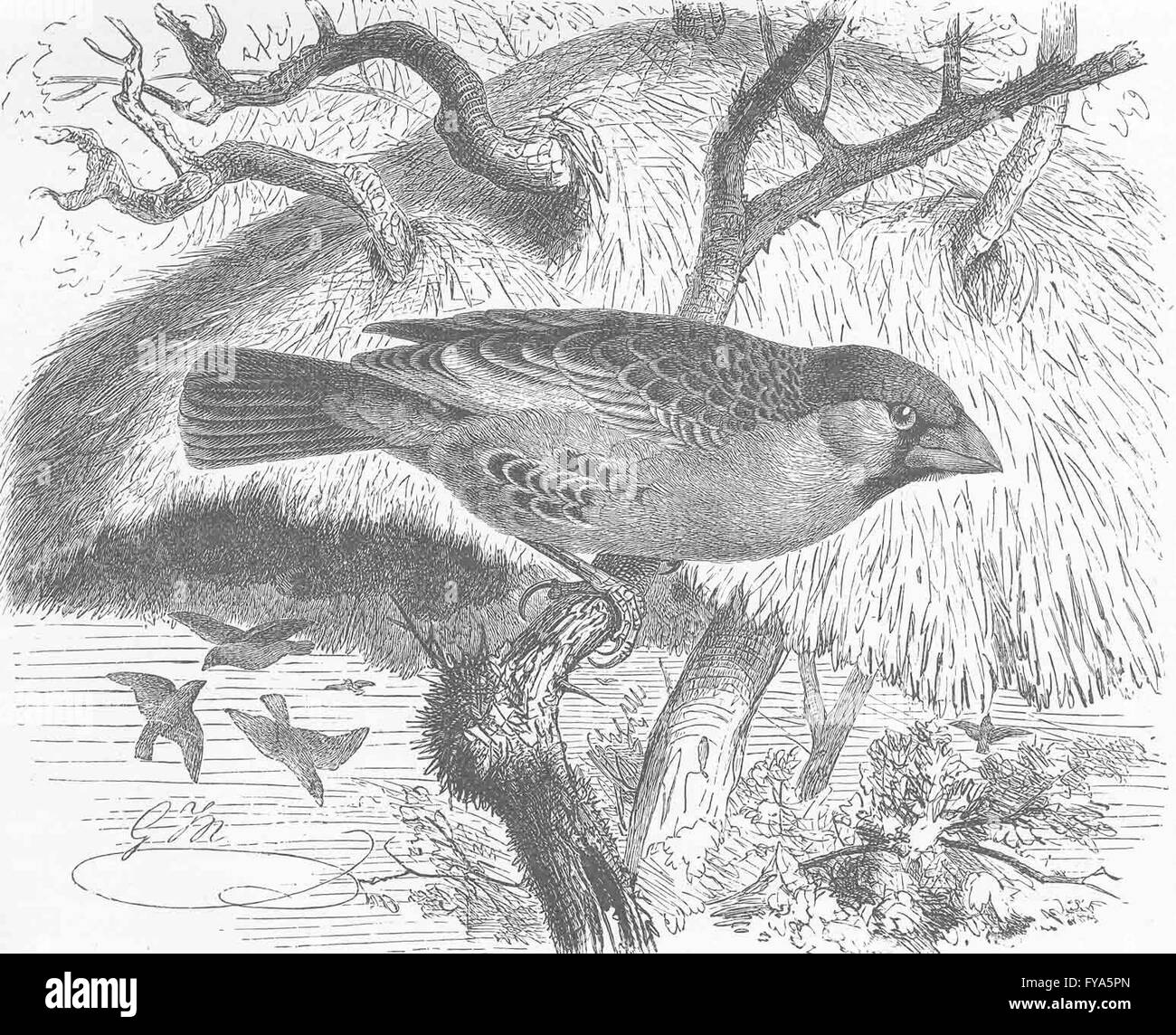 Very sociable Black and White Stock Photos & Images - Alamy