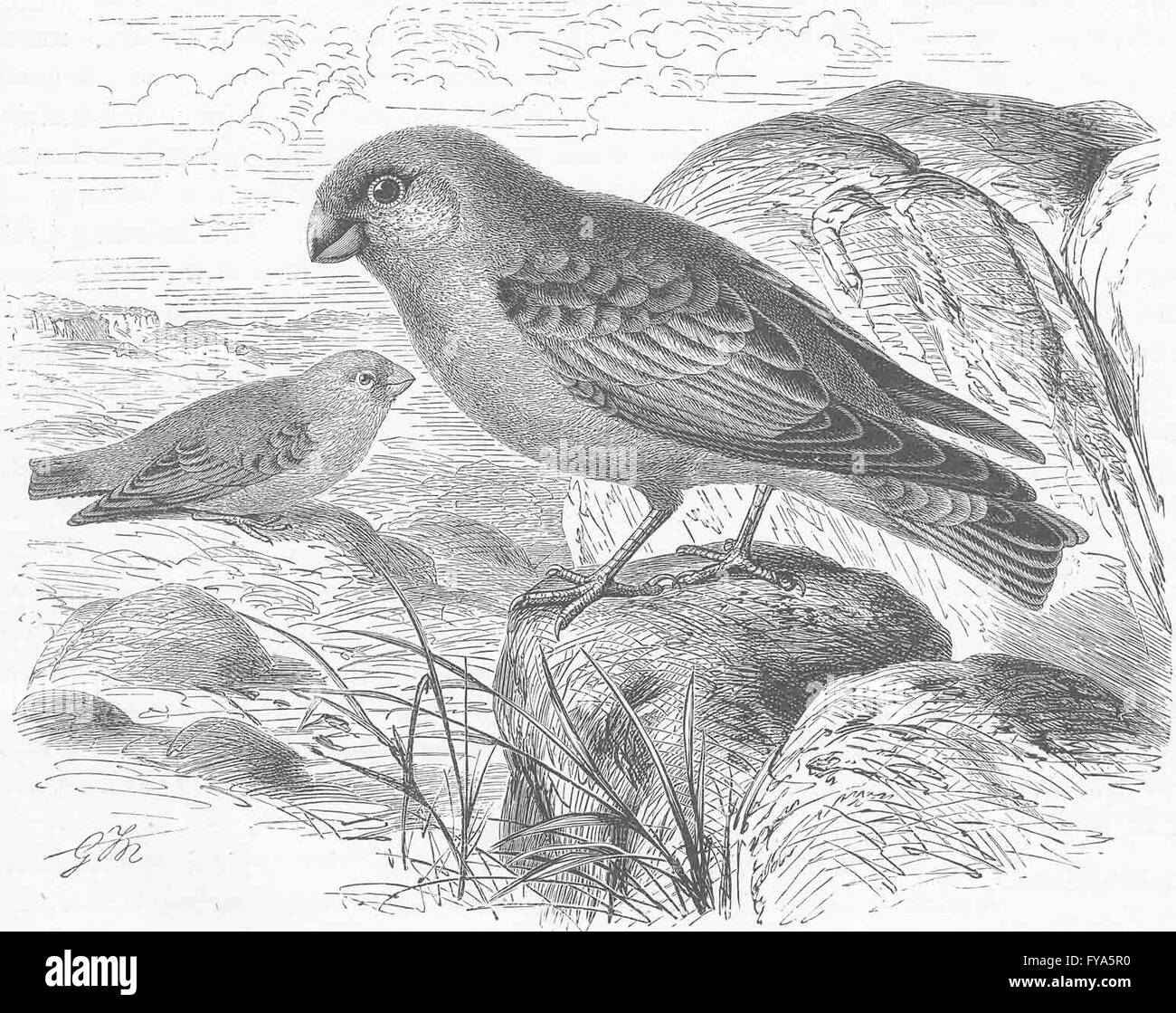 Finch birds Black and White Stock Photos & Images - Alamy
