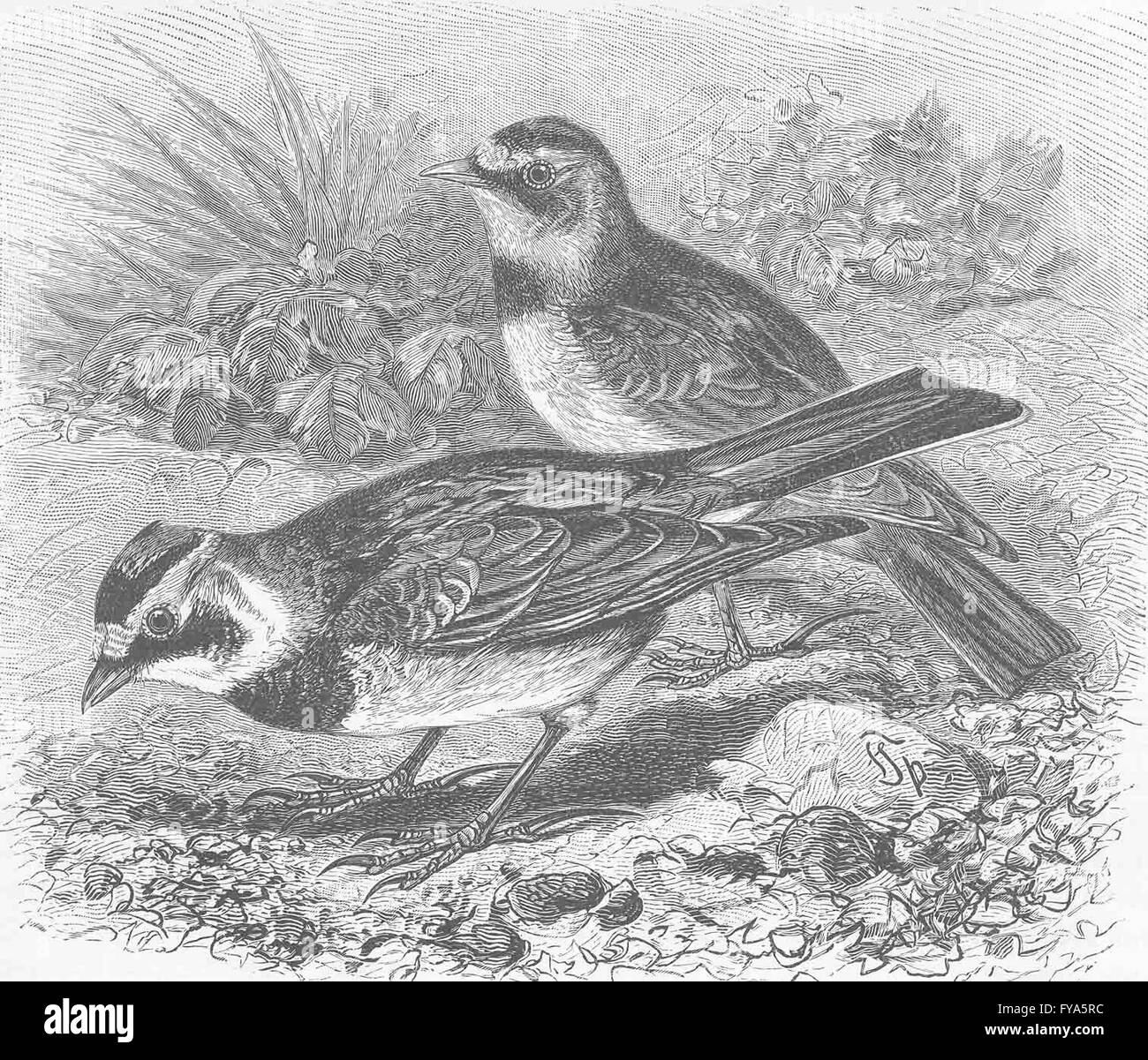 Horned birds hi-res stock photography and images - Alamy