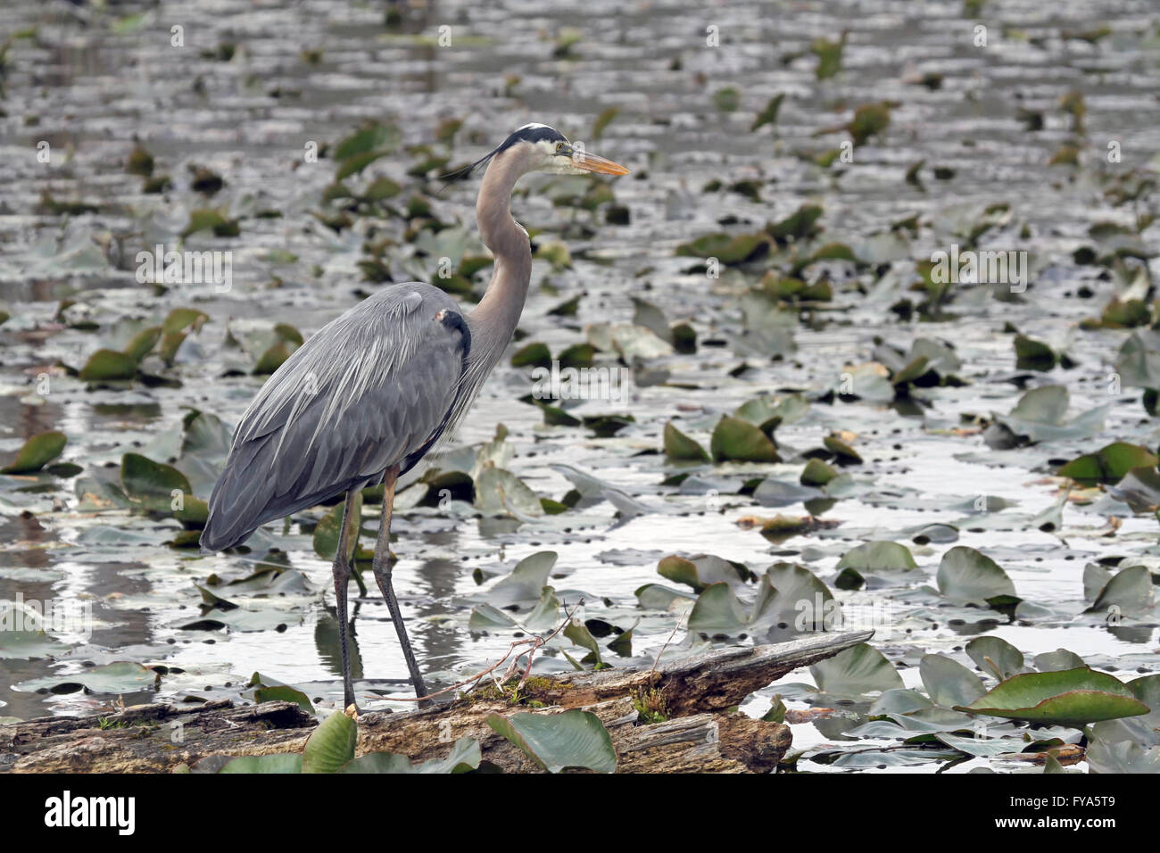 A Great Blue Heron at a pond, with lily pads, and water in the ...