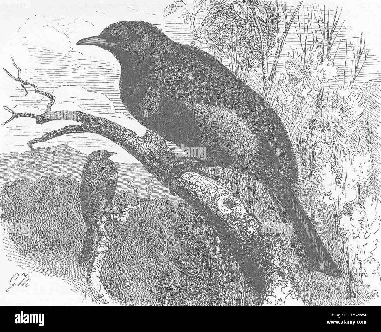 Banded cotinga hi-res stock photography and images - Alamy