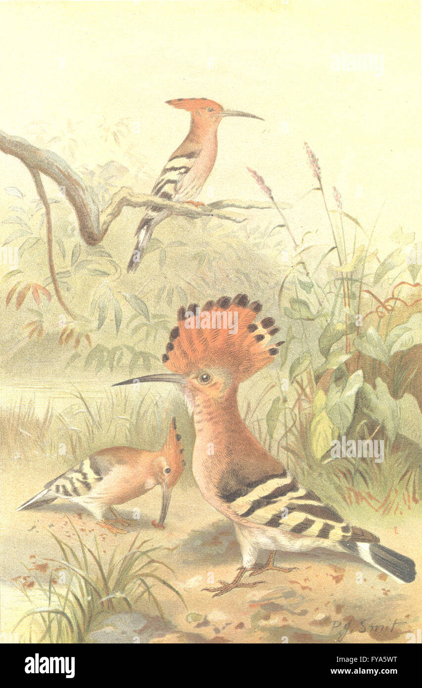 BIRDS: Hoopoes, antique print 1895 Stock Photo - Alamy