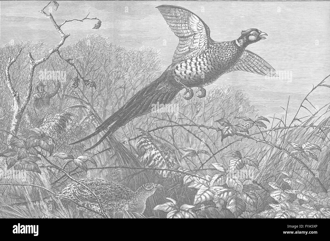 BIRDS: Chinese pheasants in covert, antique print 1895 Stock Photo - Alamy