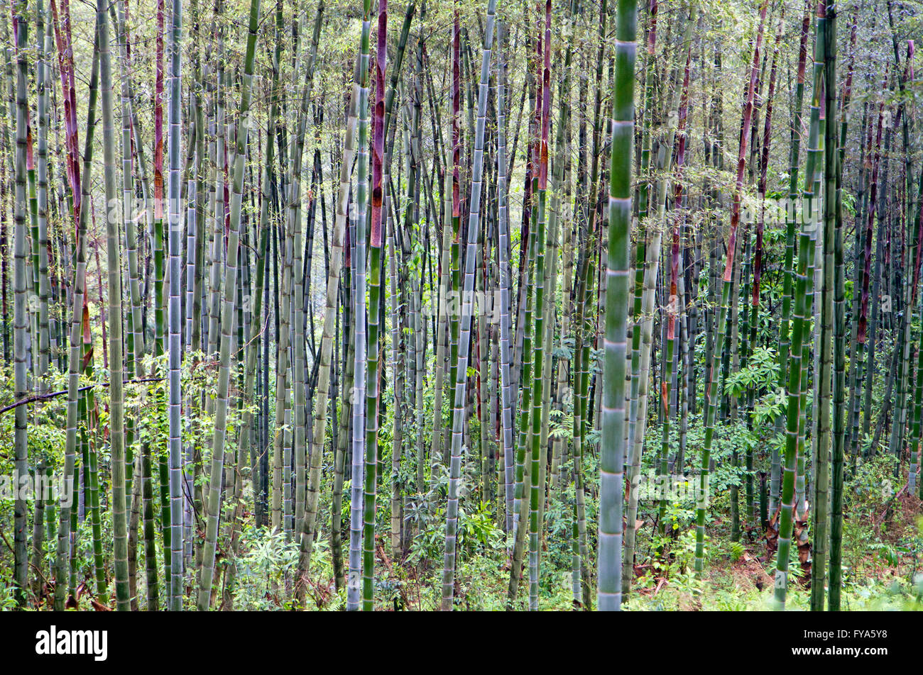 China bamboo forest hi-res stock photography and images - Alamy