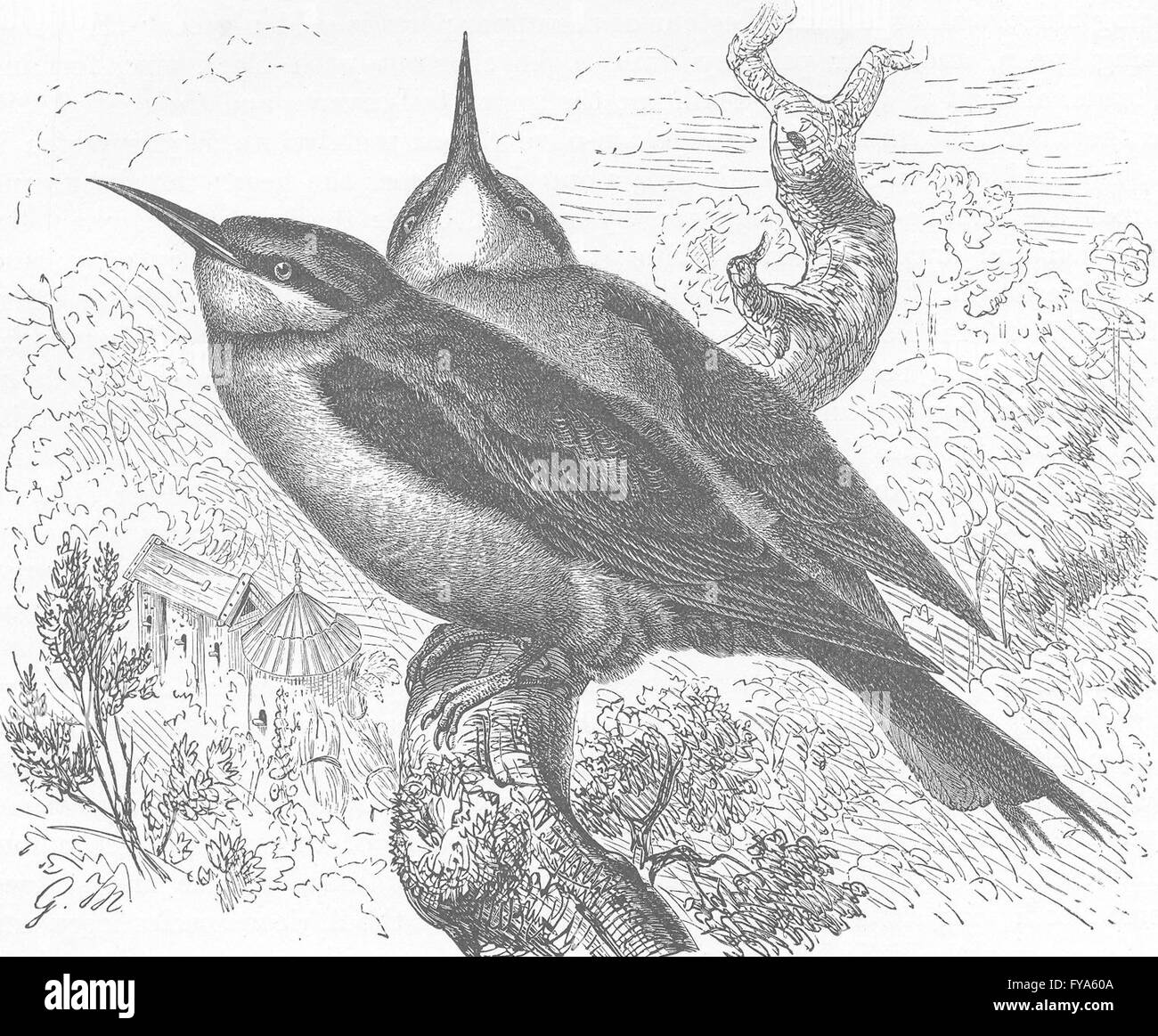 Bee eater bee eater Black and White Stock Photos & Images - Alamy