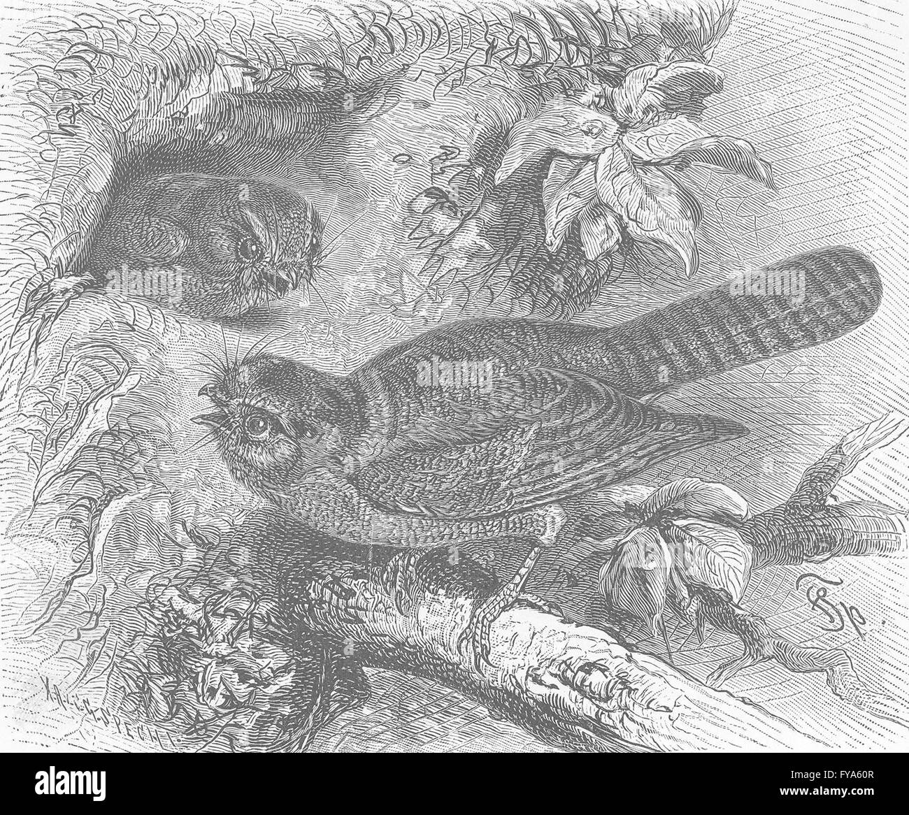 Frog mouth Black and White Stock Photos & Images - Alamy