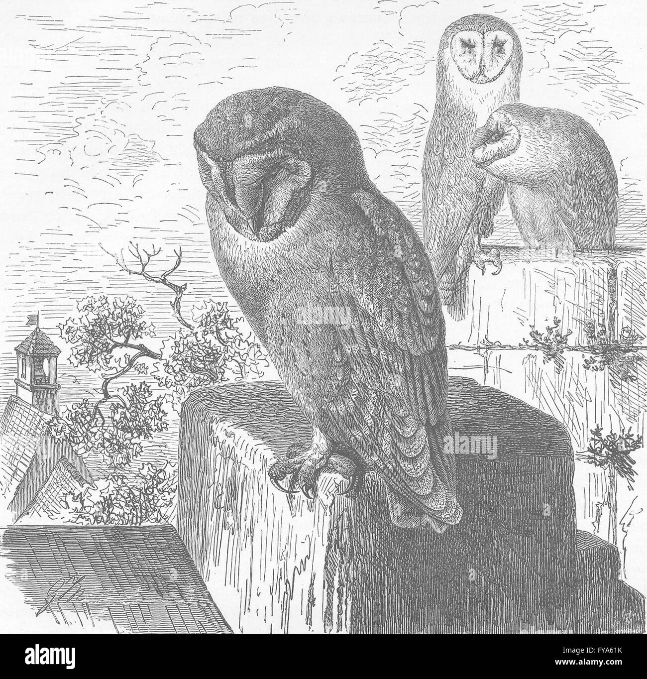 BIRDS: Barn-owls, antique print 1895 Stock Photo - Alamy